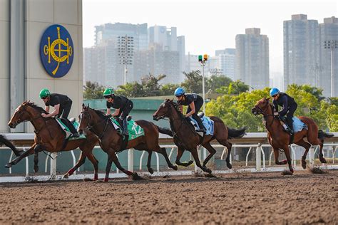 浪琴香港國際賽事週六晨操圖輯 賽馬新聞 香港賽馬會