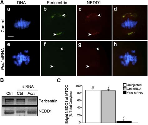 Nedd1 Localization To Oocyte Mtocs Is Dependent On Pericentrin A