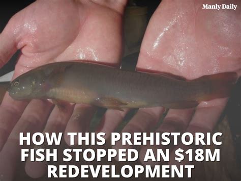 The Manly Daily This Fish🐟 With Origins Dating Back 60