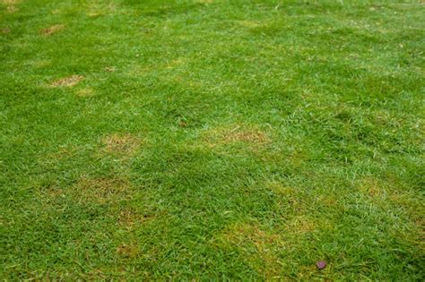 Your Ultimate Zoysia Grass Guide Become A Lawn Care Master