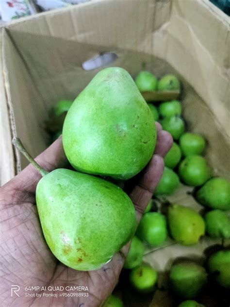 Fruit Indian Pear Free Photo On Pixabay Pixabay