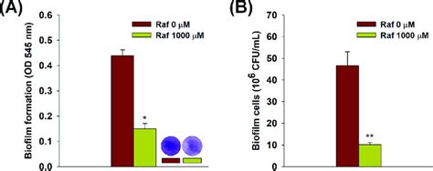 Adhesion Of Streptococcus Mutans To Artificial Saliva Coated Ha Discs
