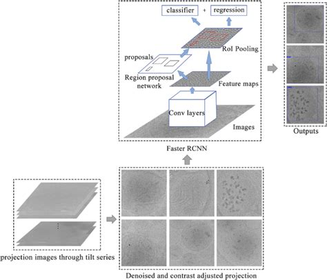 Flowchart Of Our Faster Rcnn Model The Denoised Input Image Is Fed