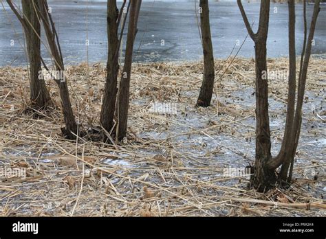 Trees Frozen In The Lake Stock Photo Alamy