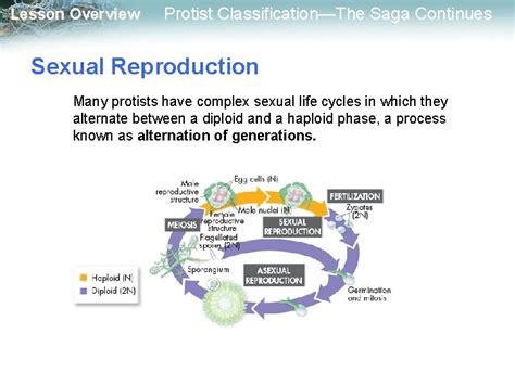 Lesson Overview Protist Classificationthe Saga Continues Lesson Overview
