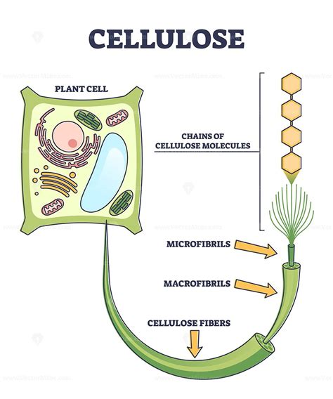 Cellulose As Organic Compound Structure From Plant Cell Outline Diagram