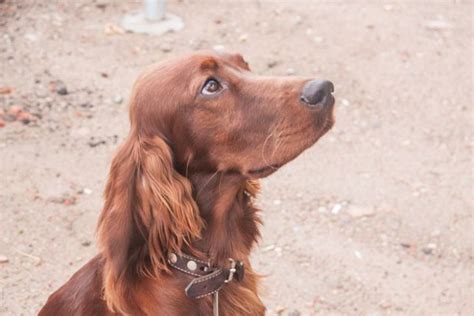 Как понять что собака любит хозяина 3 признака новости поведение собак факты о собаках