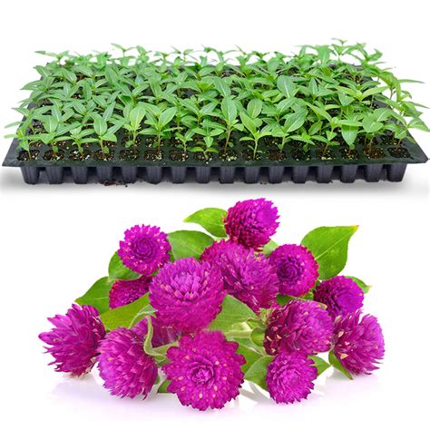 Gomphrena Seedlings Vadarmalli Purple White And Pink Colors Buy N Farm
