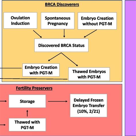 Pathways To Pgt M In Patients With Brca1 2 Variants Download