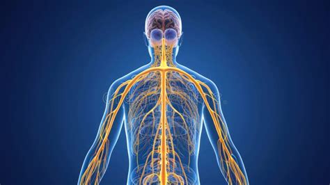 Neural Pathways Nervous System Delving Into The Pathways Of