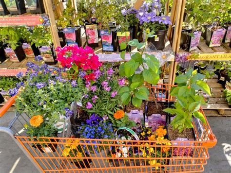 Natalia Grigoryeva على Linkedin Lilac Gardening Hobby