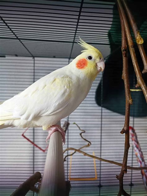 Yoshi And Barney Herplaatst Hope For Wings