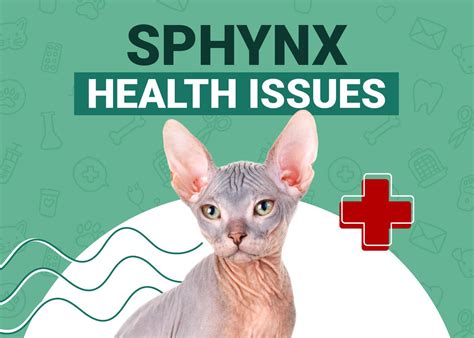Are All White Cats Deaf Vet Reviewed Facts And Faq The Vet Desk
