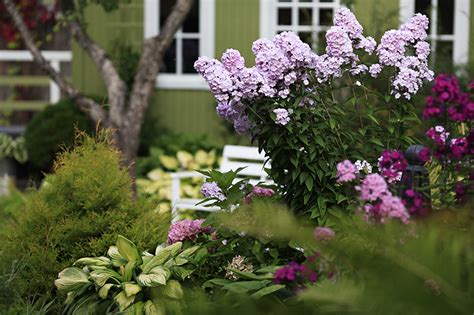 Флоксы украшение ландшафтного дизайна Collection Design Ru