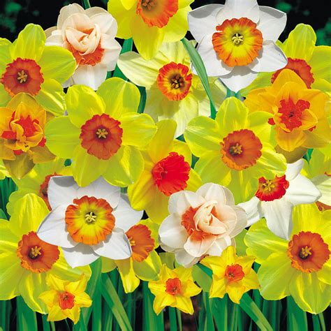 Daffodil Bulbs Shop 45 Varieties Eden Brothers