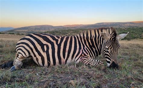 Trophy Gallery Wayne Wagner Safaris