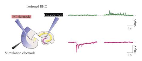 A Fluorescent Micrographs Of Dissociated Primary Cells Networks Grown Download Scientific