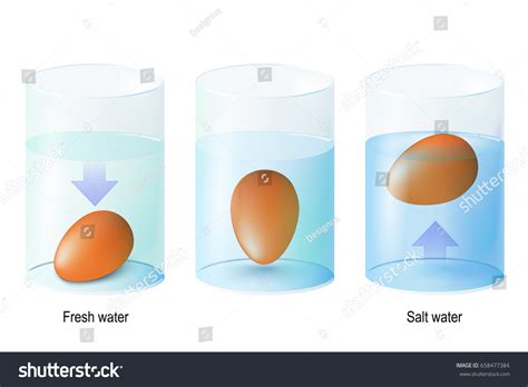 Test Egg Egg Float Science Experiments Stock Vector Royalty Free