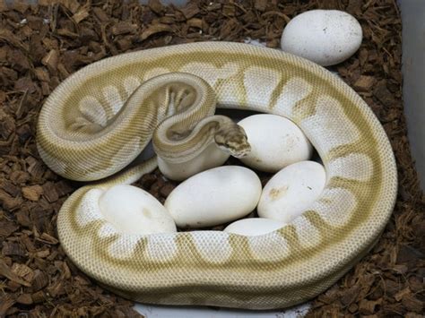 Proven Breeder Cypress Mojave Spider Ball Python By Directed Evolution Pythons