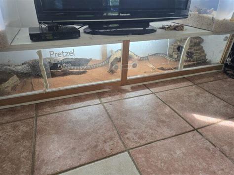 Buy Black Headed Python In Australia