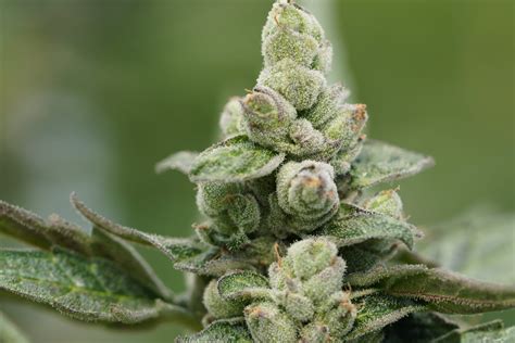 Candy Moon Ziplock Seeds