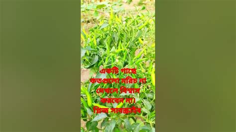 একটি গাছে কতগুলো মরিচ একবার দেখেন Shortvideo Viral Youtube Vairalshorts Shorts Short