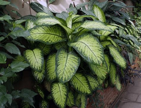 არ იქონიოთ ეს მცენარეები სახლში ისინი ენერგიას გვართმევენ All Time