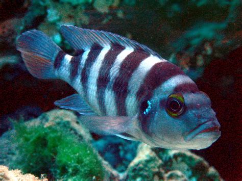 Neolamprologus Sexfasciatus Alle Infos Und Details