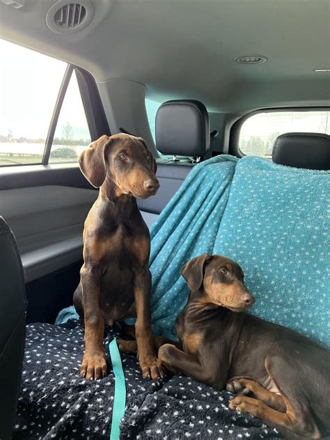 The Boys Scrolller The Boys Scrolller