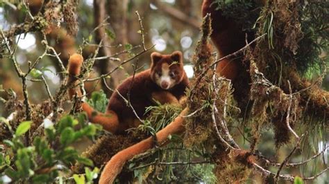 Tree Kangaroo Conservation Program Giving Compass