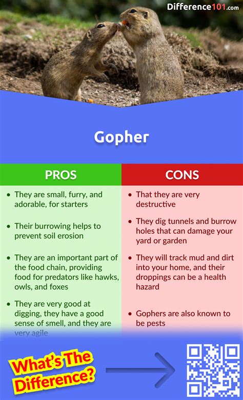 Gopher Vs Groundhog 6 Key Differences Pros And Cons Similarities Difference 101