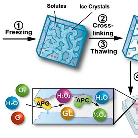 Schematic Illustration Of The Process Of Fabricating Hics And Their