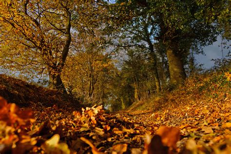 Autumn In Rickling Green Fallen Leaves Photography Photography By