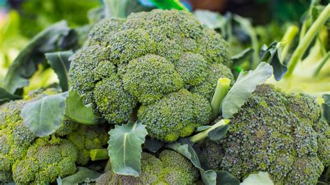 Health Benefits Of Consuming Broccoli Extract Supplement Zzoomit