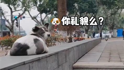 「每日一遍，谨防抑郁」吾是狗，汝甚狗 Youtube
