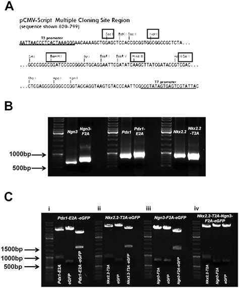 The Construction Of 2a Polycistronic Expression Cassettes A All 2a