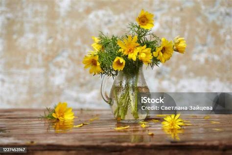 봄 정물 비가 내린 후 유리 항아리에 노란색 아도니스 꽃다발 물 방울에 모두 복사 공간 선택적 초점 0명에 대한 스톡 사진 및 기타 이미지 Istock