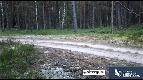 В Нижне Свирском заповедние замечены щенки енотовидной собаки Пока что юные собачки носятся