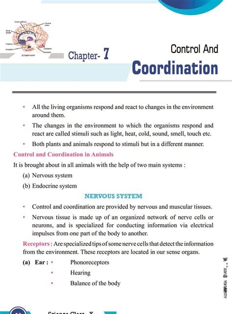 Class 10 Science Control And Coordination Notes Important Questions And Practice Paper Science