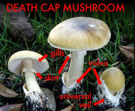 Github Vijit200mushroomprediction Predict Mushroom Is Eatable Or