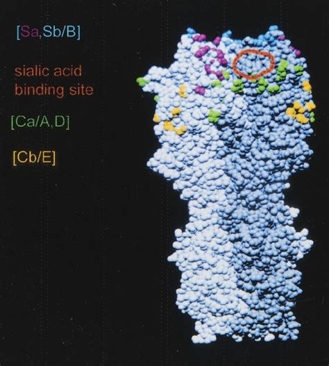 Locations Of Antigenic Regions Of The Ha Trimer A Model Of The Ha