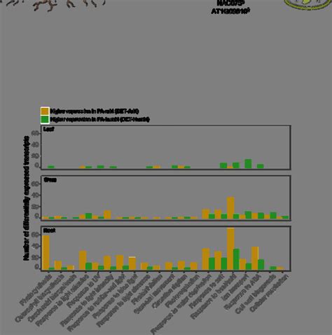 Schematic Representation Of Key Biological Processes Related To Download Scientific Diagram