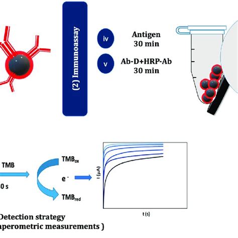 Schematic Representation Of The Electrochemical Magnetic Immunoassay
