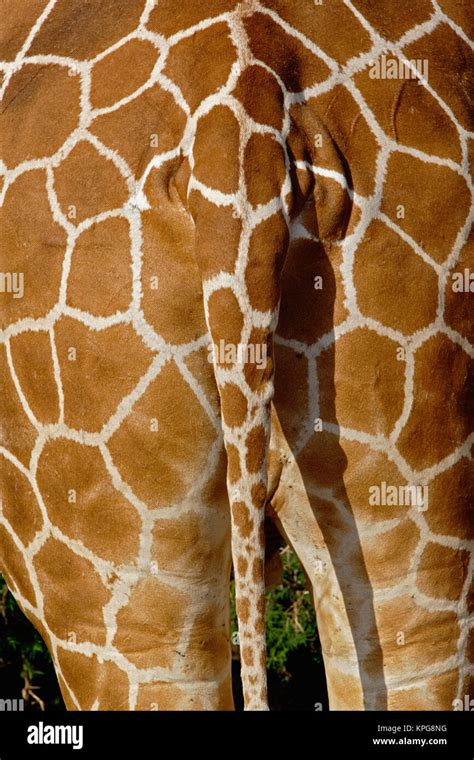 Reticulated Giraffe Skin Pattern On Rear End Giraffe Camelopardalis