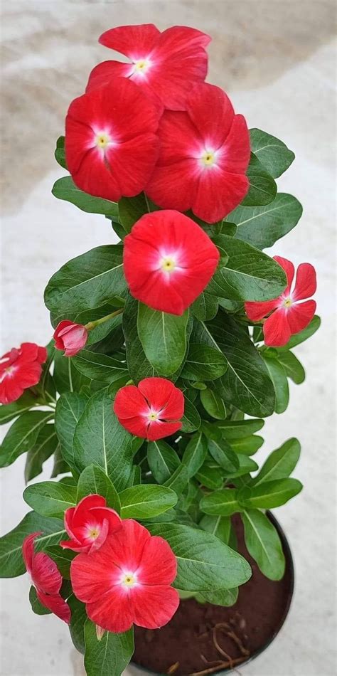 Potted Plant With Red Flowers Alegria Del Hogar Jardín Reciclado