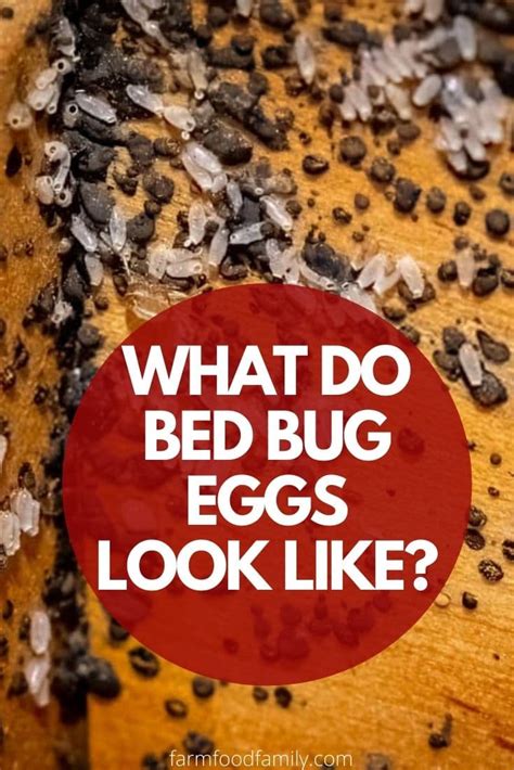 What Do Bed Bug Eggs Look Like And How To Kill Them