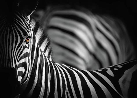 A Taste Of Africa Photograph By Lisl Moolman Pixels