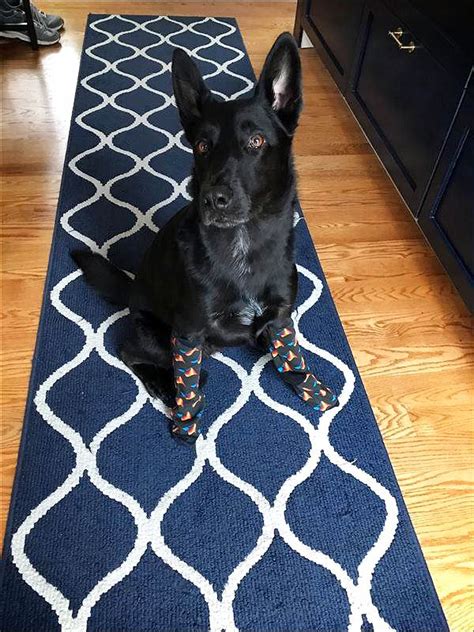 Meet Charlie The Matlabrador 😎 Mathworks