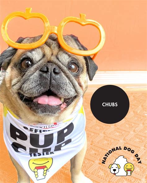 Jenna Eagleton On Linkedin Scooterscoffee Dogs Pug Famous