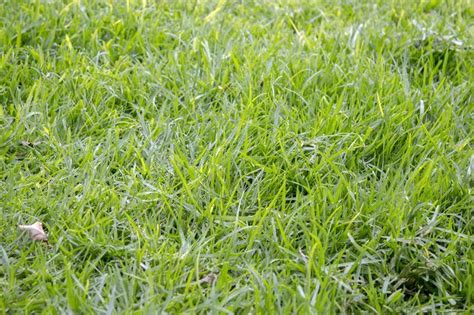 How To Kill Grass Root Rot Fungus